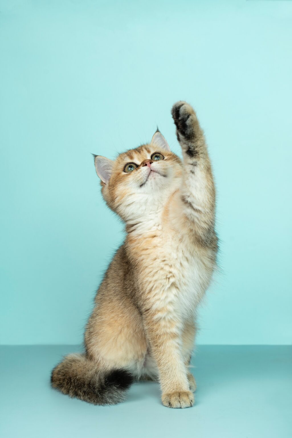 How to use clicker training for cats - Fun Meows
