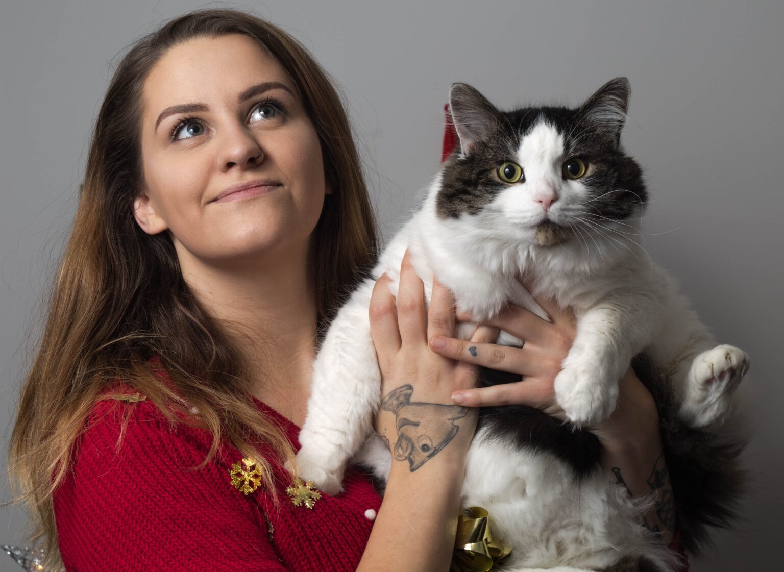 11 great reasons to adopt an adult cat today - Fun Meows