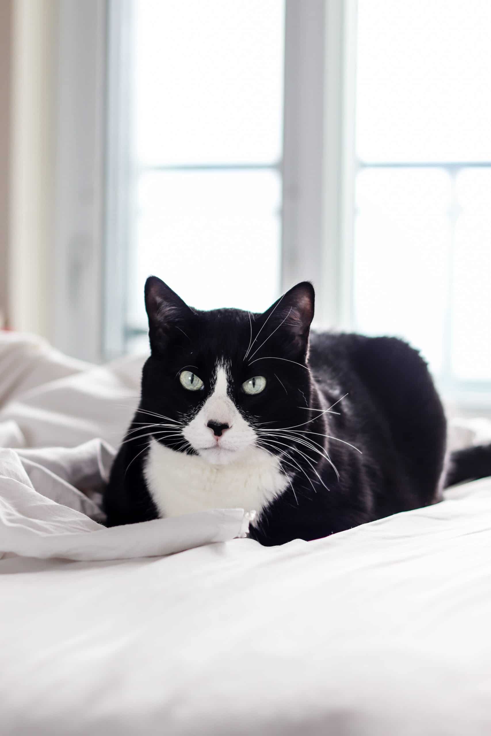 Are tuxedo cats a breed? - Fun Meows